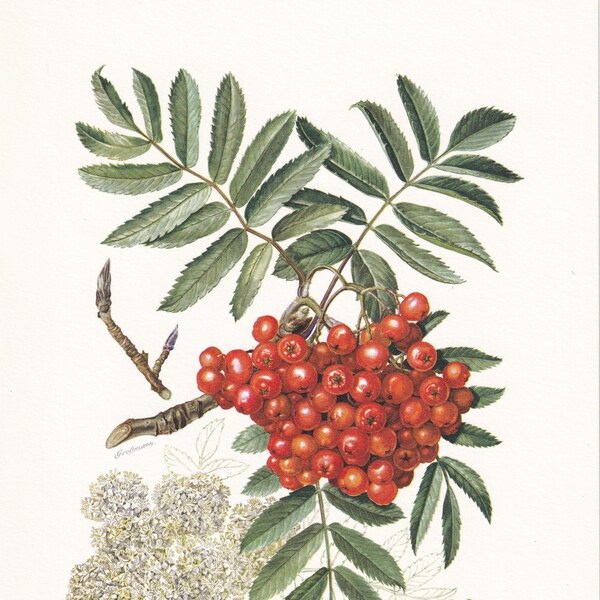 Rowan Tree Art - Etsy