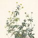 1960 TORMENTIL Print - Botanical Print - Flower Print - Flower Wall Art ...
