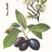 1960 COMMON PLUM TREE Print - Botanical Print - Botanical Illustration ...