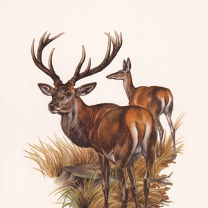 1960 RED DEER Print - Vintage Animal Print - Animal Illustration ...