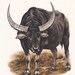 1960 WATER BUFFALO Print - Vintage Animal Print - Animal Illustration ...