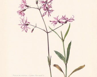 1960 FLOWERING RUSH Flower Print Botanical Print Botanical Illustration ...