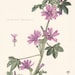 1960 COMMON MALLOW Print Botanical Print Flower Print Flower Wall Art ...