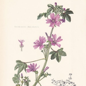1960 COMMON MALLOW Print - Botanical Print - Flower Print - Flower Wall ...