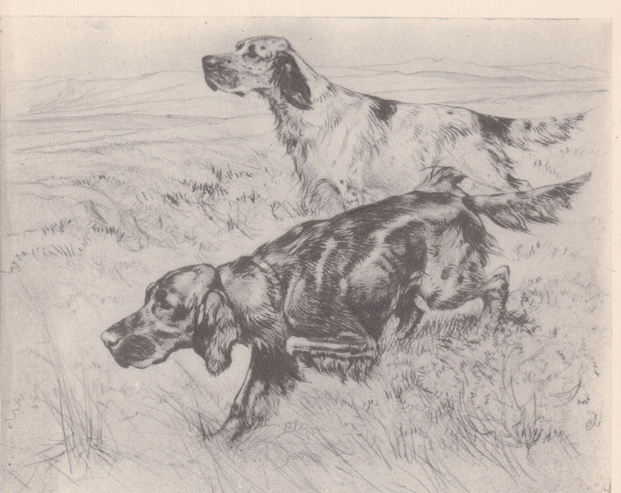 1938 ENGLISH & IRISH SETTER Print - Original Antique Dog Print - Vernon ...