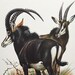 1960 SABLE ANTELOPE Print Vintage Animal Print Wildlife Illustration ...