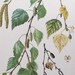 1960 SILVER BIRCH Print Botanical Print Tree Illustration Tree Wall Art ...