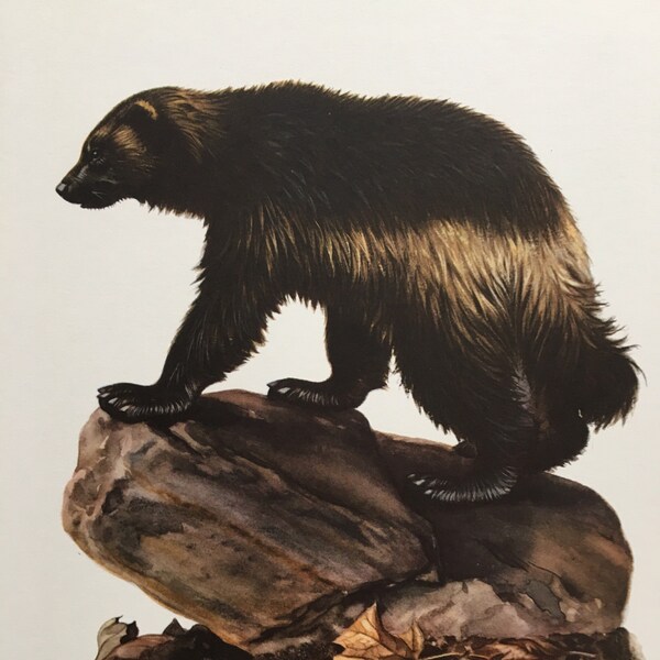 Wolverine Animal Art - Etsy