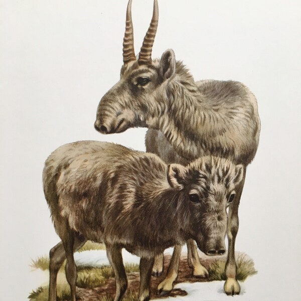 Antelope Print - Etsy