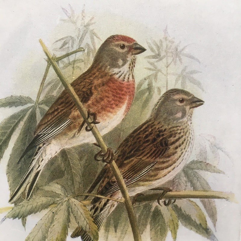 Linnet Pattern - Etsy