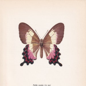 1963 FLUMINESE SWALLOWTAIL BUTTERFLY Print - Vintage Butterfly Art ...