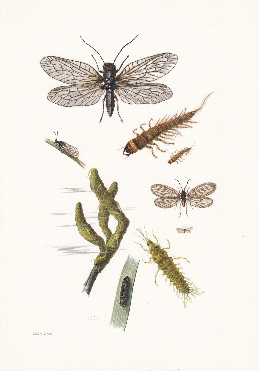 1960 ALDER FLY & Sisyra Fly Print - Vintage Insect Print - Bugs ...