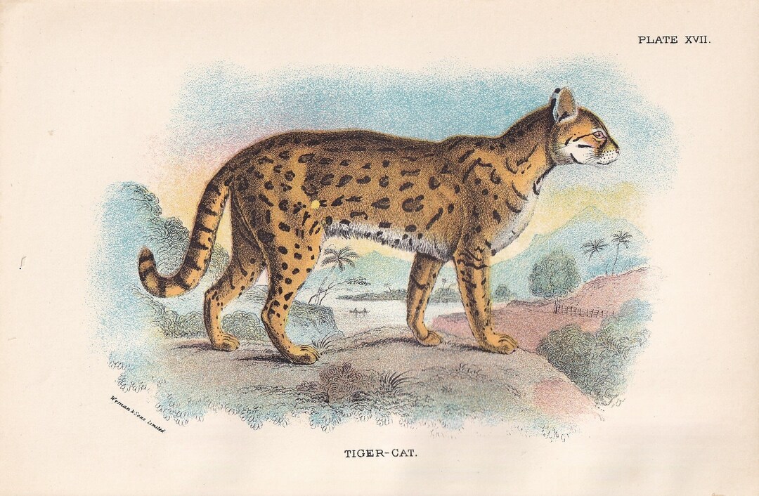 1896 ONCILLA Print - Wild Cats Print - Carnivora Print - Natural ...