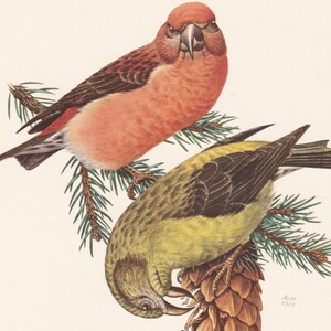 1960 RED CROSSBILL Bird Print - Vintage Bird Print - Bird Illustration ...