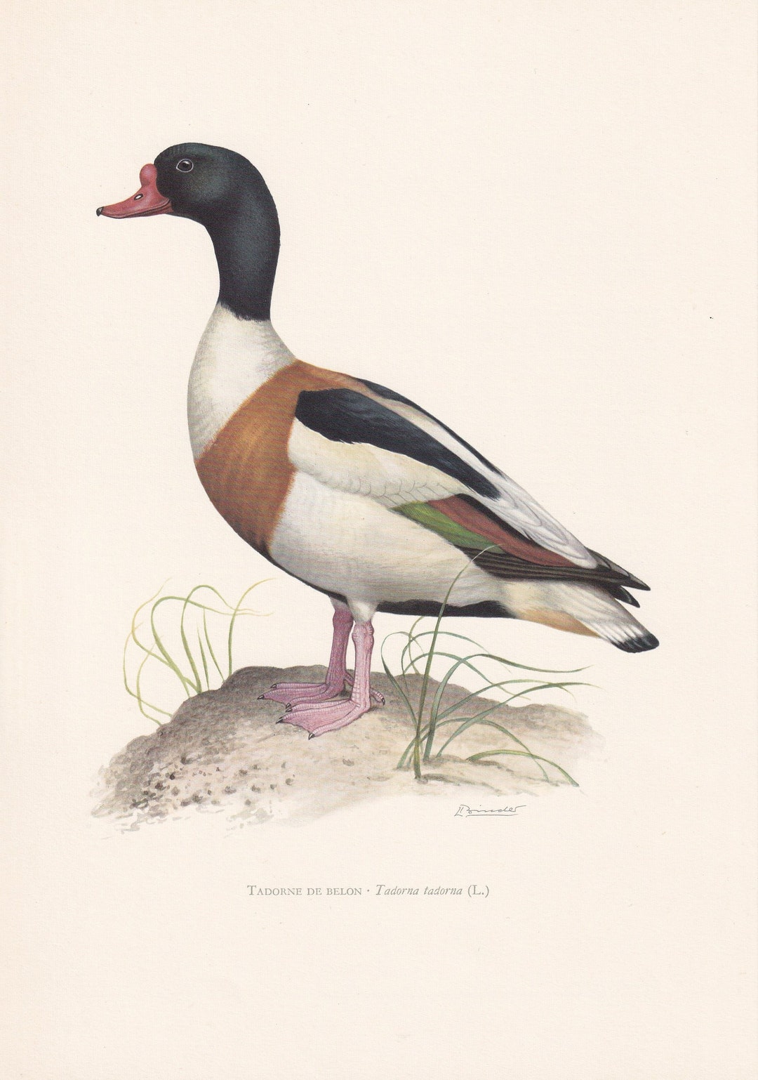 1960 COMMON SHELDUCK Bird Print - Vintage Bird Print - Bird ...