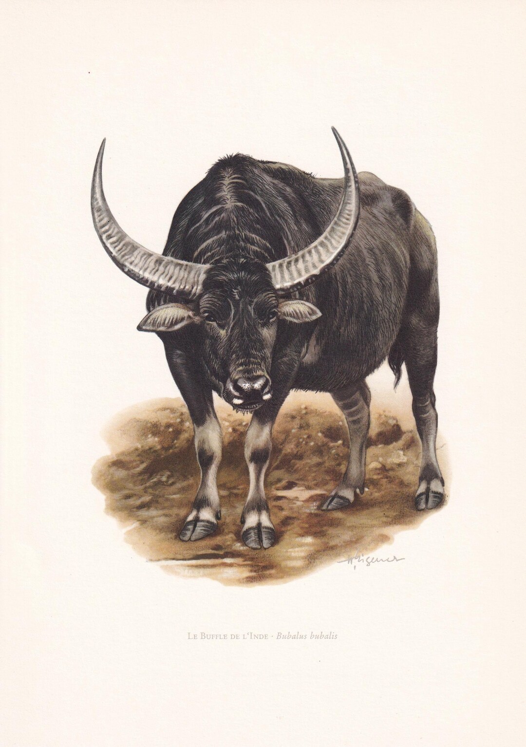 1960 WATER BUFFALO Print - Vintage Animal Print - Animal Illustration ...