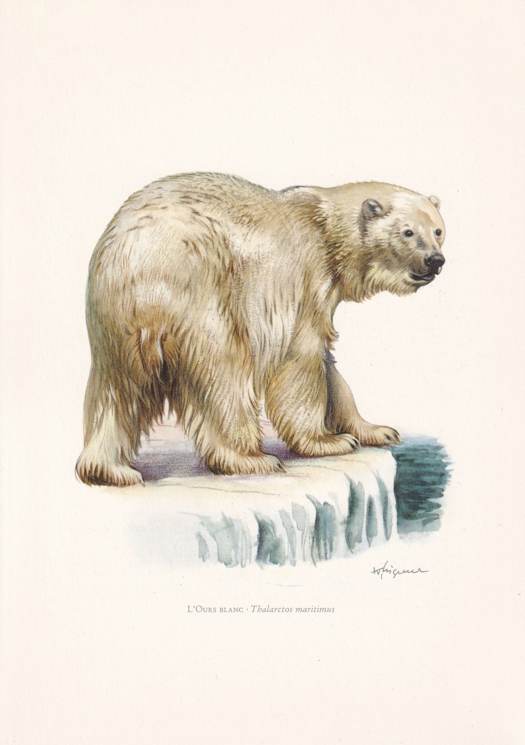 1960 POLAR BEAR Print - Vintage Animal Print - Animal Illustration ...