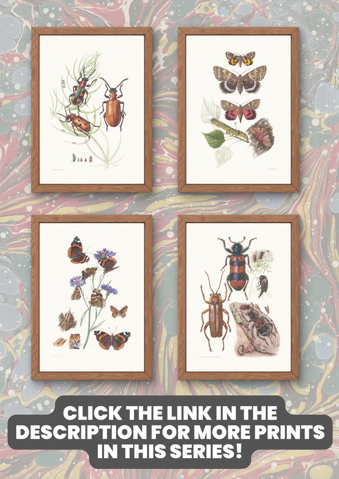 1960 GRAPE WINE LOUSE Print - Vintage Insect Print - Bugs Illustration ...