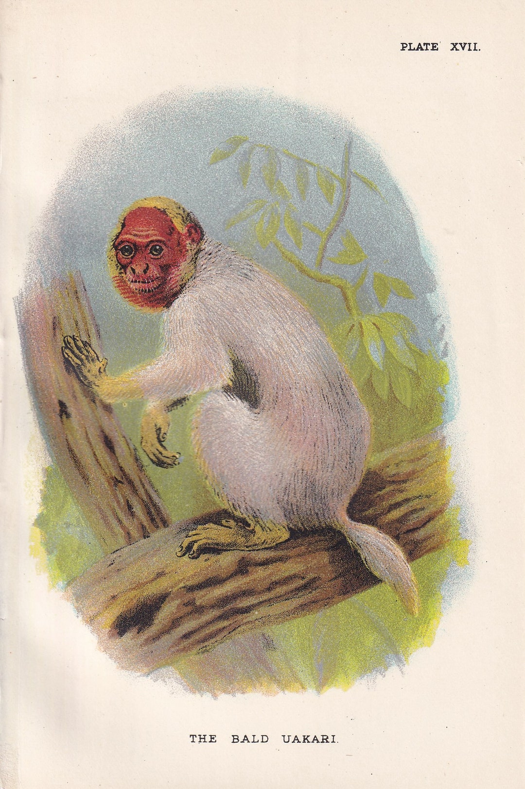 1896 BALD UAKARI Print - Monkeys and Apes Print - Primates Print ...