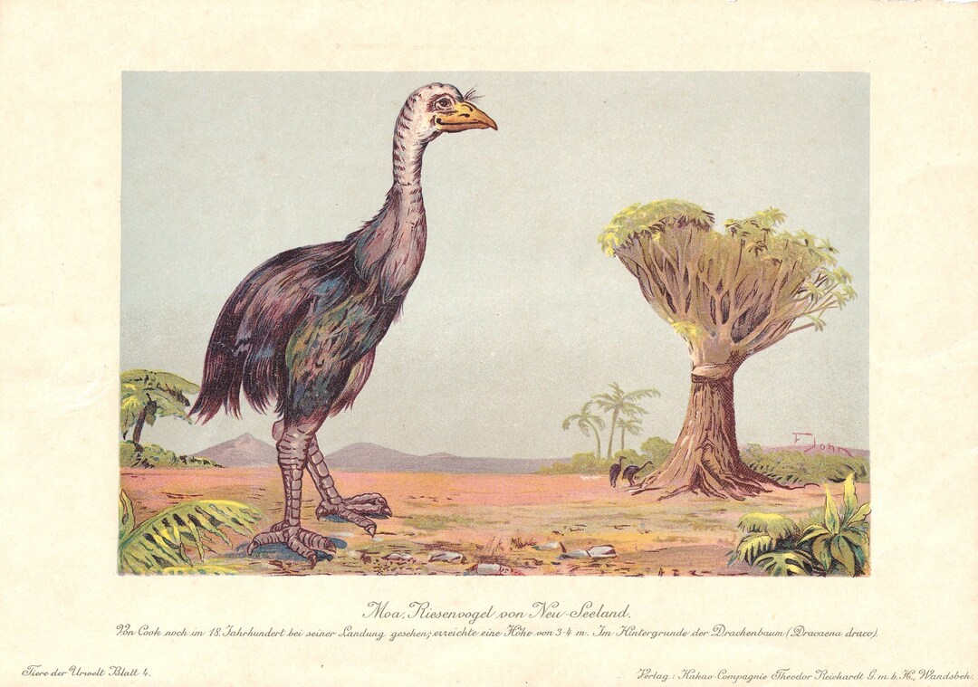 1902 MOA Print - Giant Bird - Megafauna - Paleoart - Prehistoric ...