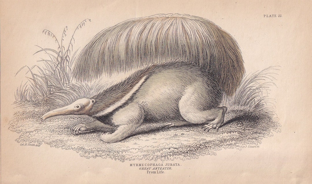 1843 ANTEATER Print Anteater Wall Art Original Antique Anteater Print ...