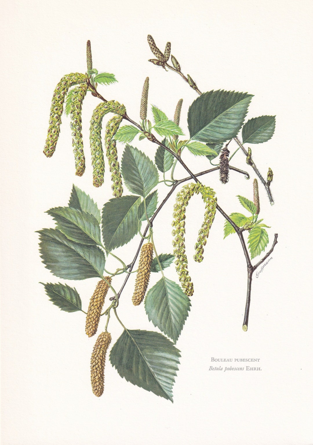 1960 DOWNY BIRCH Print - Botanical Print - Tree Illustration - Tree ...