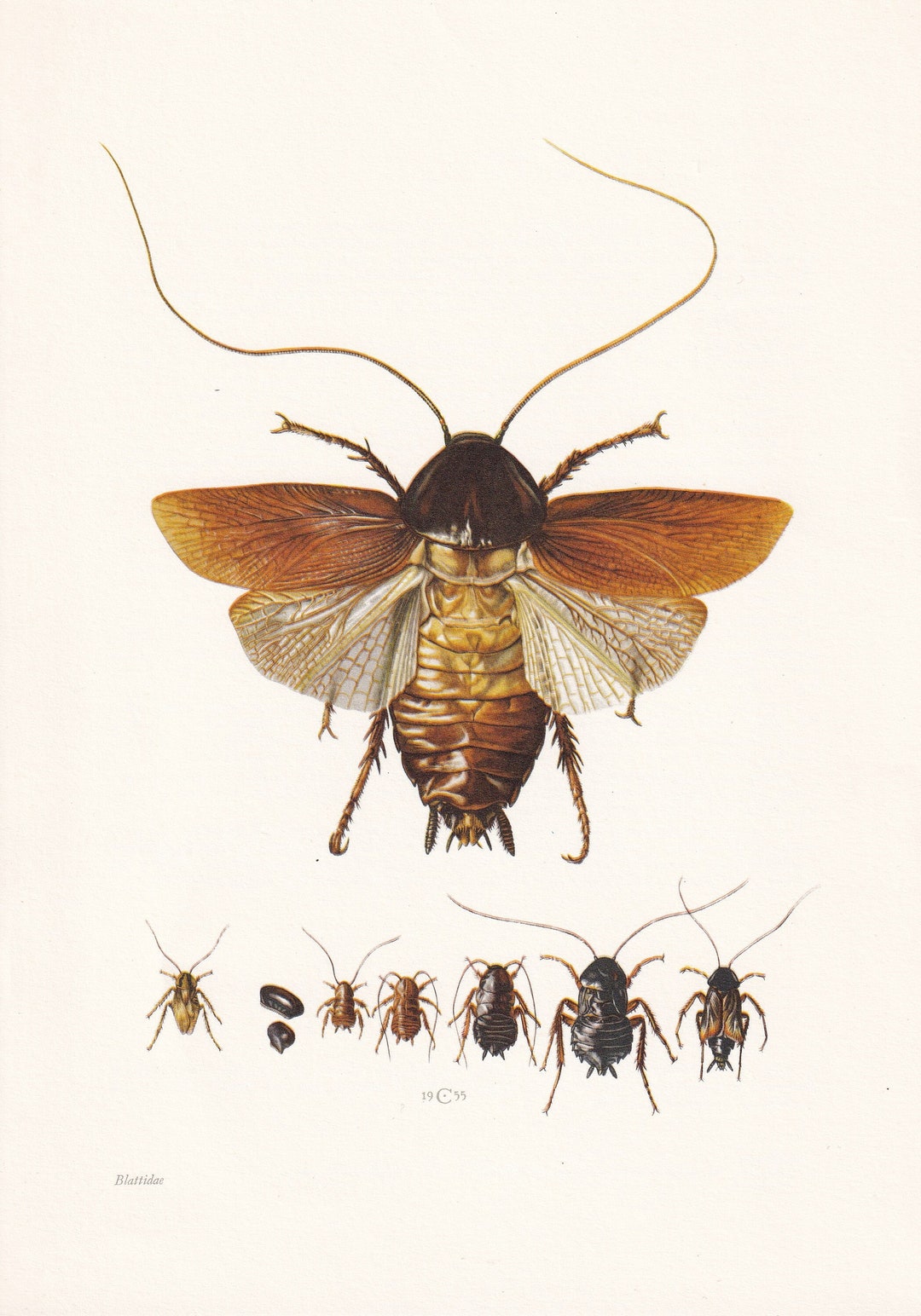 1960 ORIENTAL COCKROACH Print - Vintage Insect Print - Wildlife ...