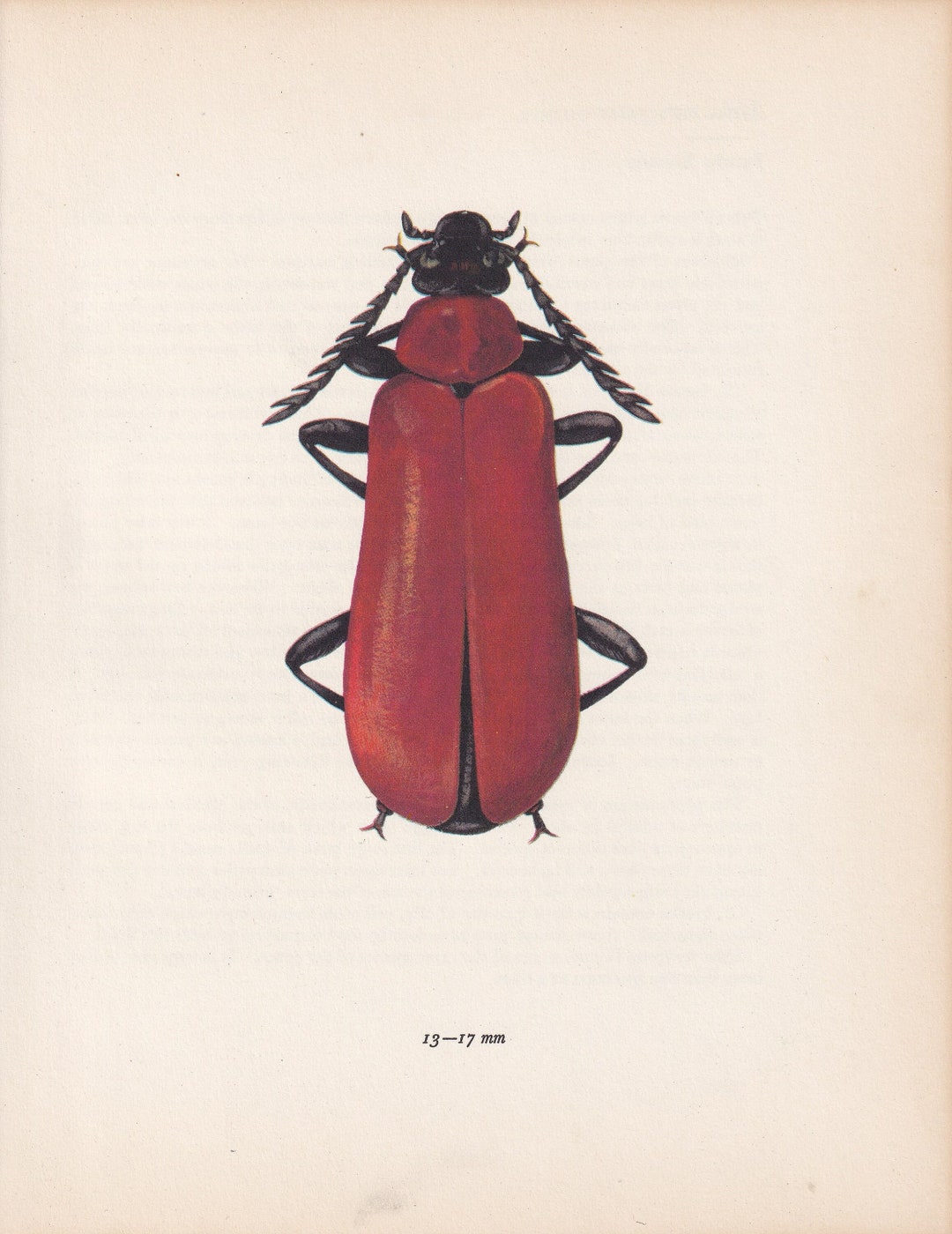1964 CARDINAL BEETLE Print - Vintage Beetle Art - Insect Print ...