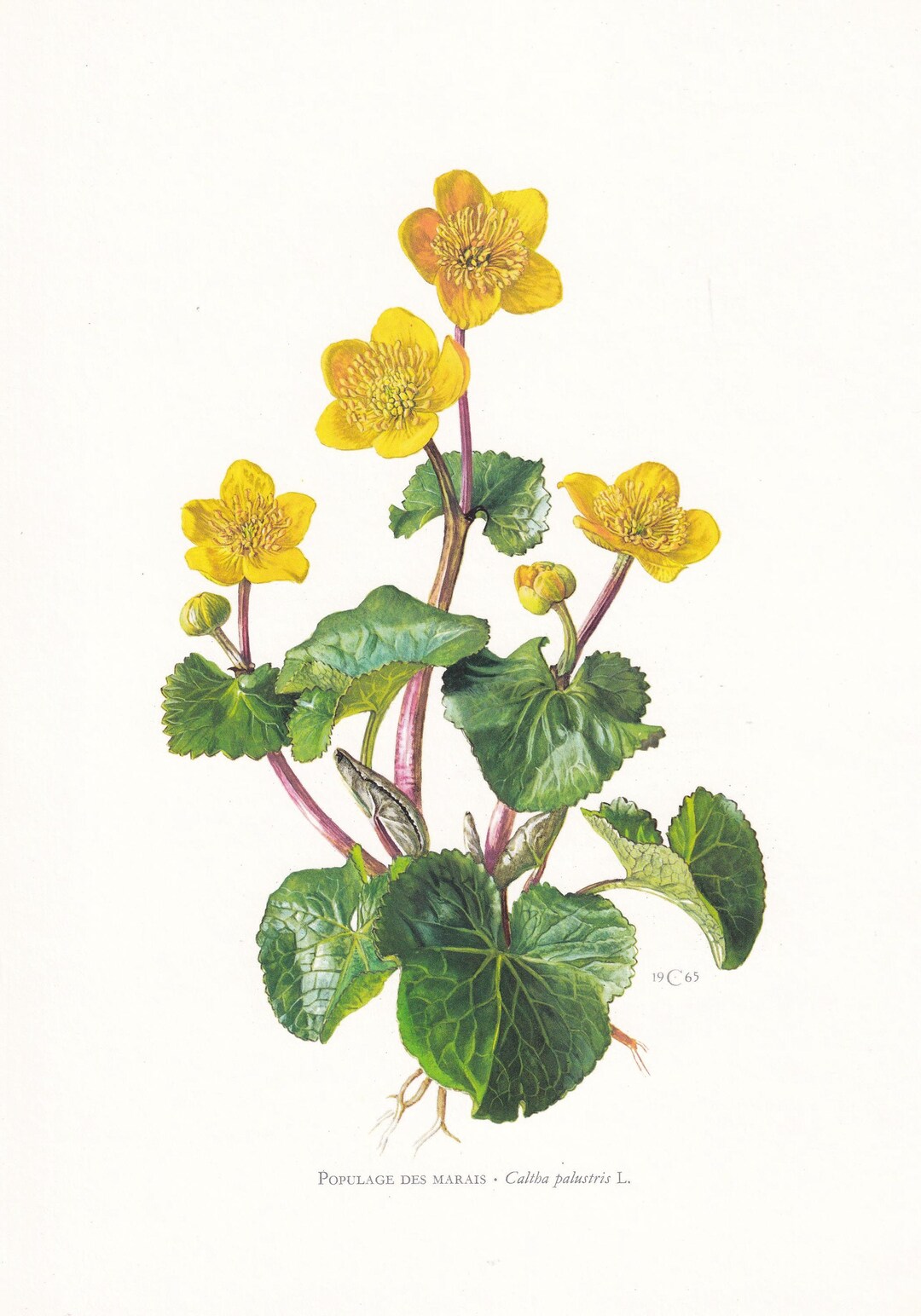 1974 MARSH MARIGOLD Print - Botanical Print - Flower Illustration ...