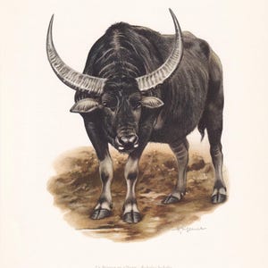 1960 WATER BUFFALO Print - Vintage Animal Print - Animal Illustration ...
