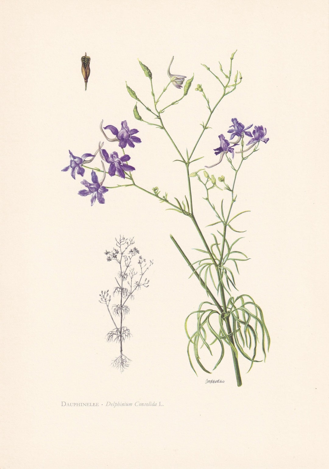 1960 LARKSPUR Print - Botanical Print - Flower Illustration - Flower ...