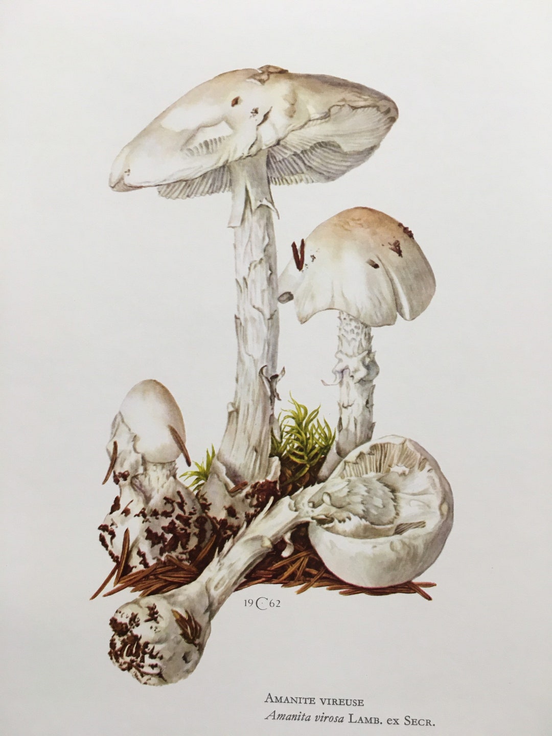 1960 DESTROYING ANGEL MUSHROOM Print Mushroom Wall Art - Etsy