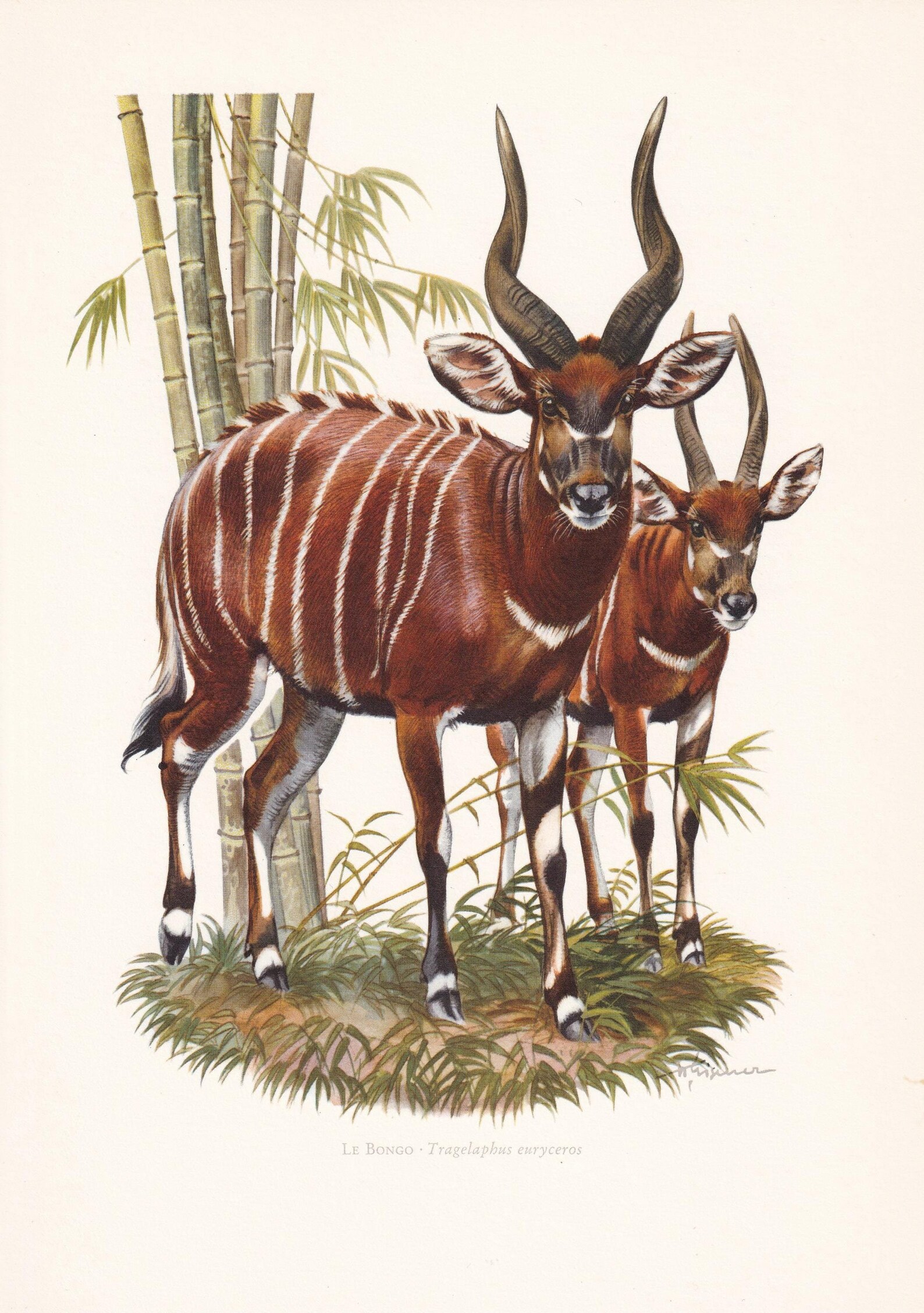 1960 BONGO ANTELOPE Print - Vintage Animal Print - Animal Illustration ...