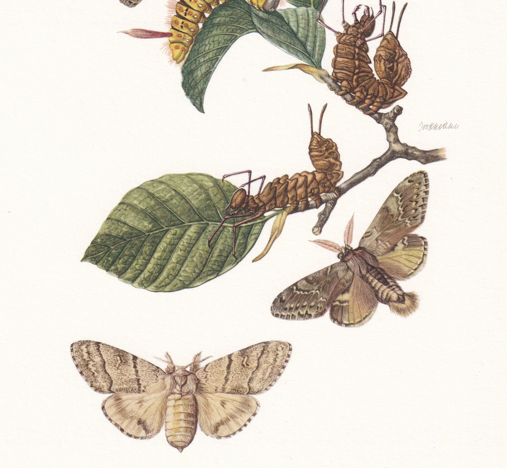 1960 PALE TUSSOCK MOTH & Lobster Moth Print - Vintage Insect Print ...