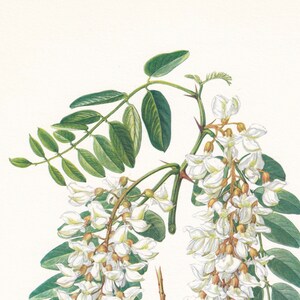 1960 BLACK LOCUST Print - Botanical Print - Botanical Illustration ...