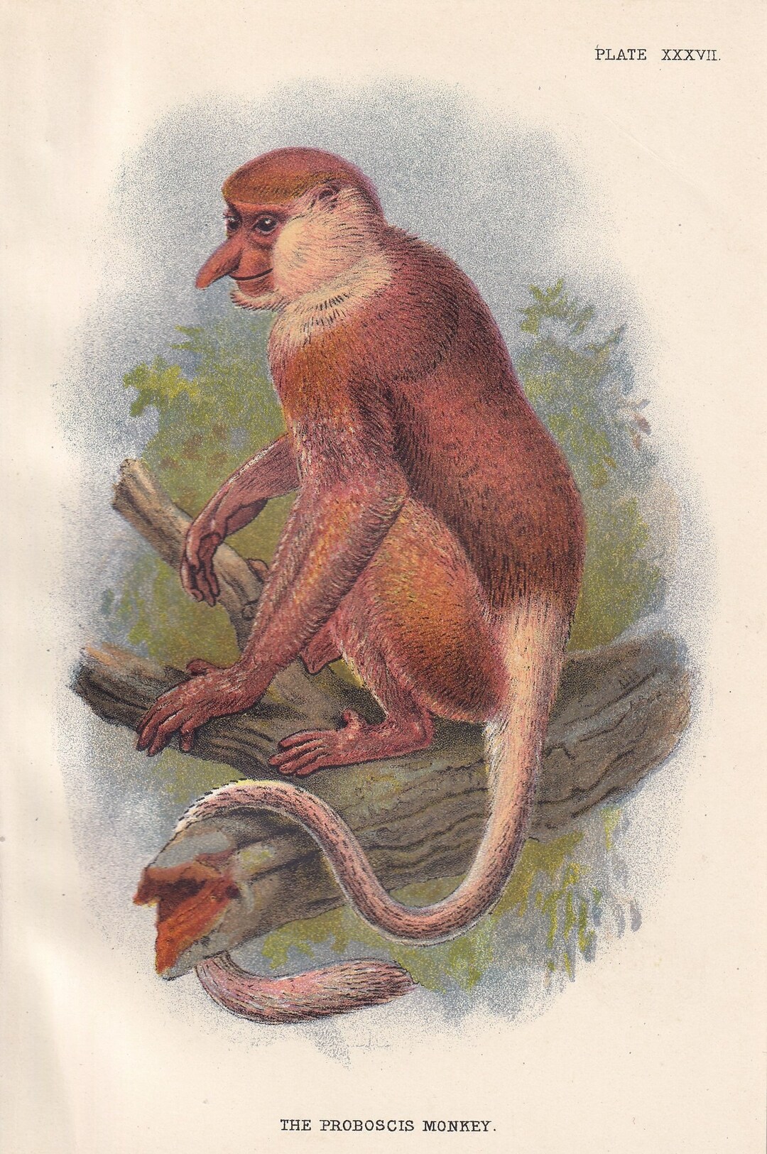 1896 PROBOSCIS MONKEY Print - Monkeys and Apes Print - Primates Print ...