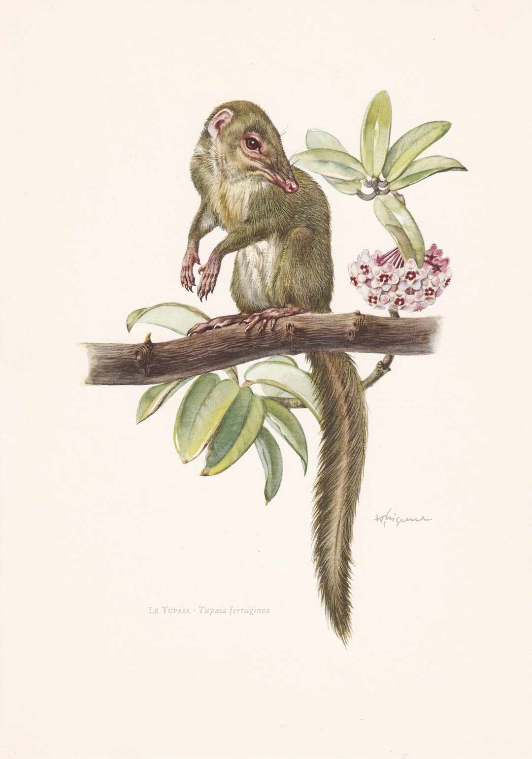 1960 TUPAIA TREE-SHREW Print - Vintage Animal Print - Animal ...