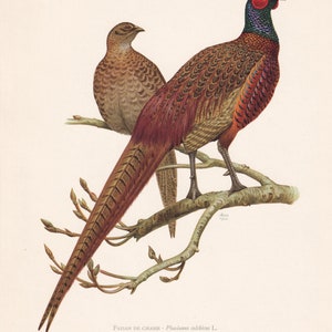 1960 RING-NECKED PHEASANT Bird Print - Vintage Bird Print - Bird ...