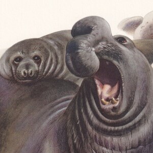 1960 SOUTHERN ELEPHANT SEAL Print - Vintage Animal Print - Animal ...