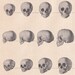 1900 SKULLS Print - Human Skulls Print - Human Anatomy Print ...
