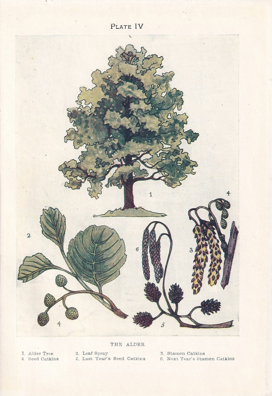1910 ALDER TREE Print - Original Antique Tree Print - Tree Wall Art ...