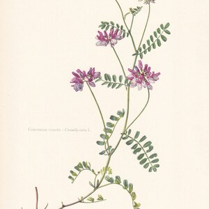 1960 CROWN VETCH Print - Botanical Print - Flower Print - Flower Wall ...