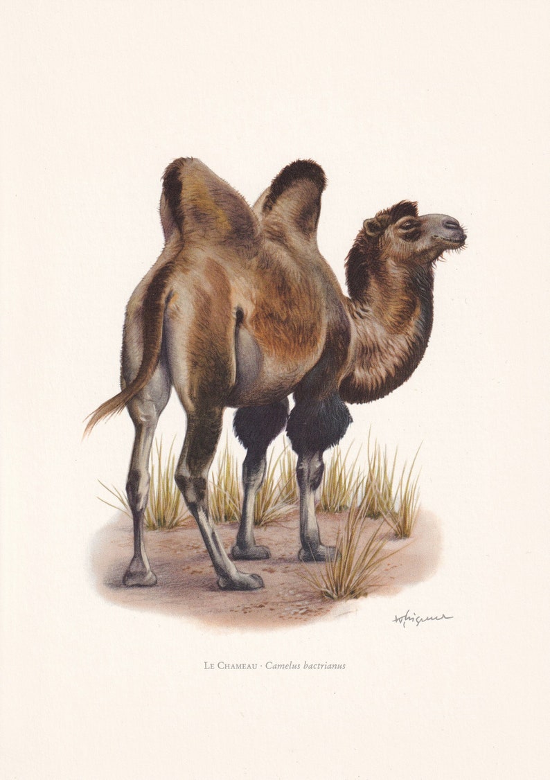 1960 BACTRIAN CAMEL Print - Vintage Animal Print - Animal Illustration ...