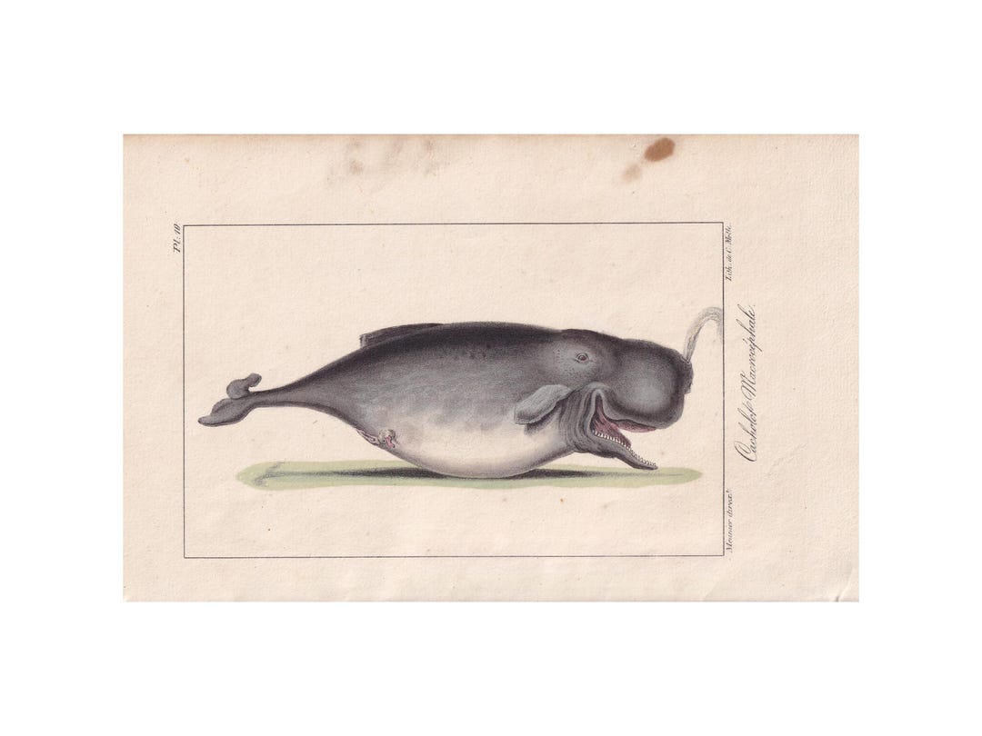 1834 SPERM WHALE Print - Toothed Whale - Hand-coloured Antique Print ...