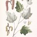 1960 WHITE POPLAR Print - Botanical Print - Tree Illustration - Tree ...