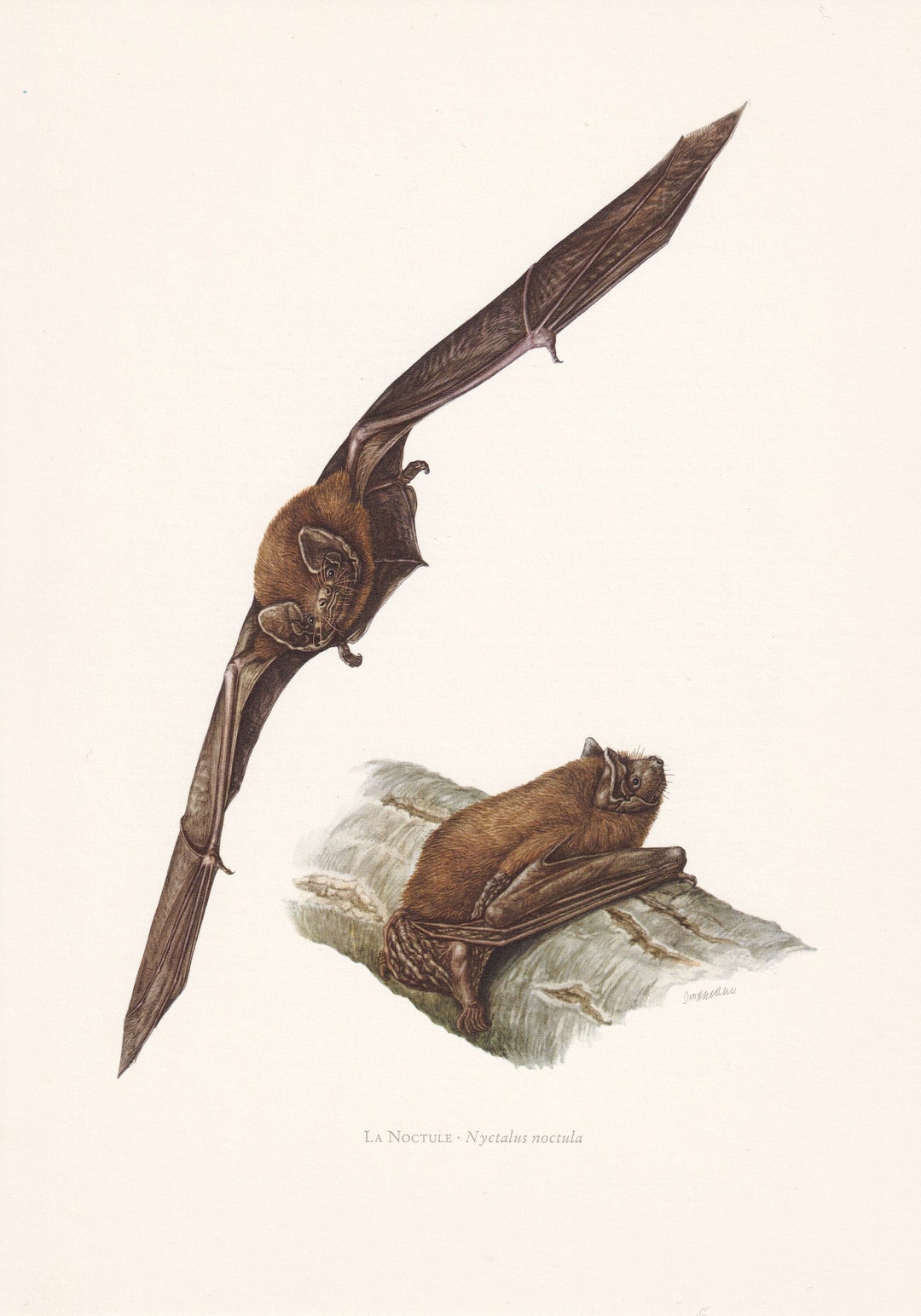 1960 COMMON NOCTULE BAT Print Bat Wall Art Halloween Wall Art Animal ...