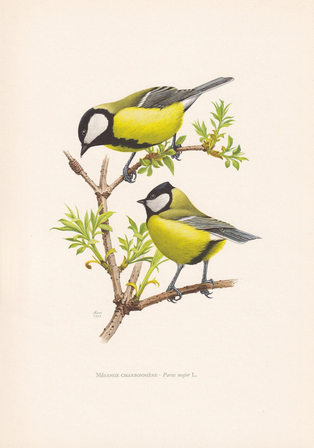 1960 GREAT TIT Bird Print Vintage Bird Print Bird Illustration 1960 GREAT TIT Bird Print Vintage Bird Print Bird Illustration