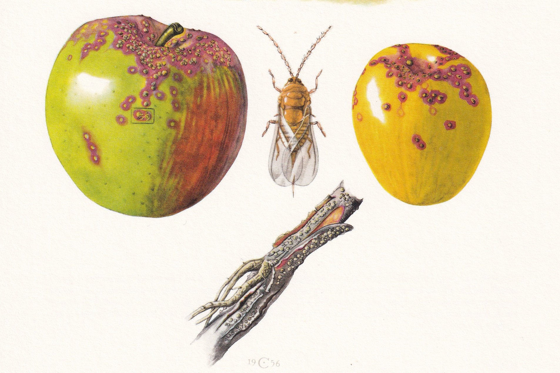 1960 SAN JOSE SCALE Print - Vintage Insect Print - Bugs Illustration ...