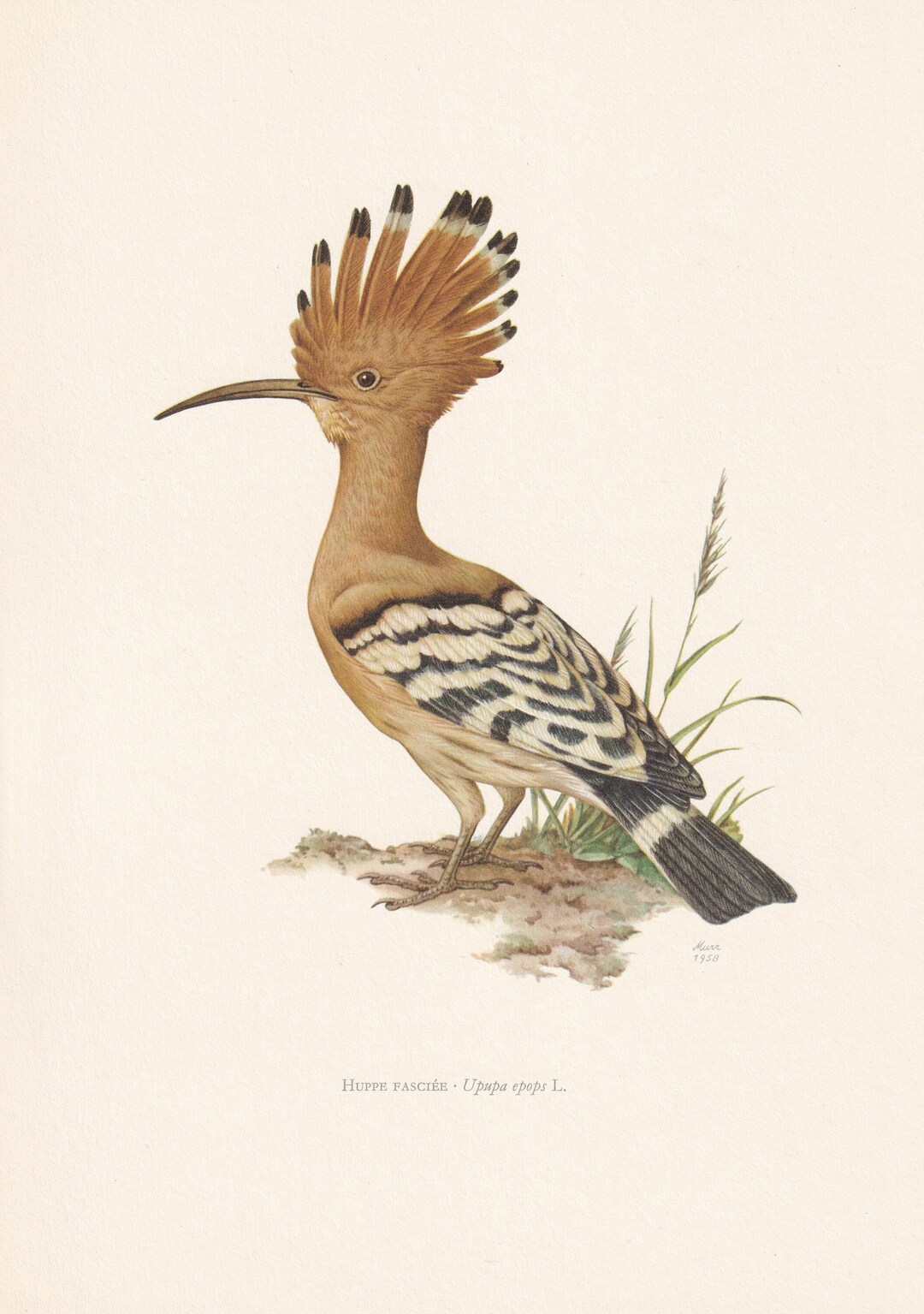1960 EURASIAN HOOPEE Bird Print Vintage Bird Print Bird Illustration ...