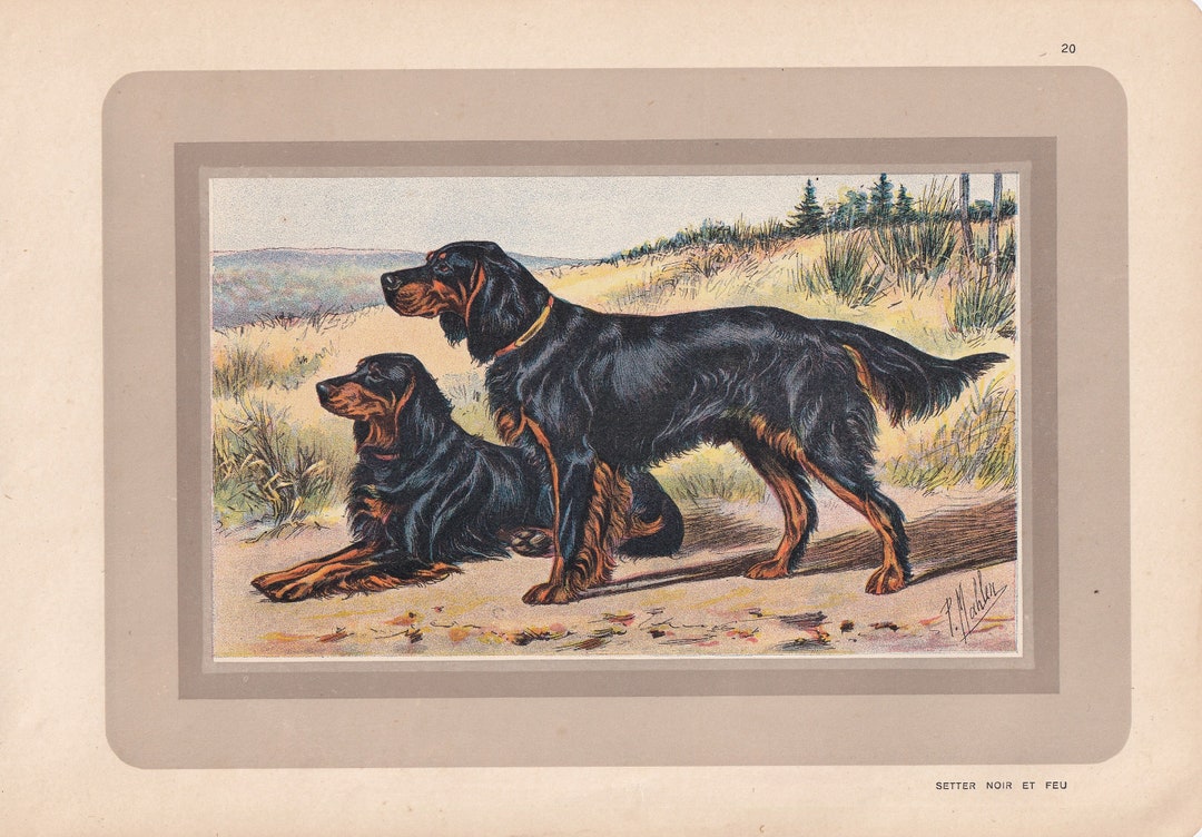 1931 GORDON SETTER DOG Print - Original Antique Hunting Dog Print ...